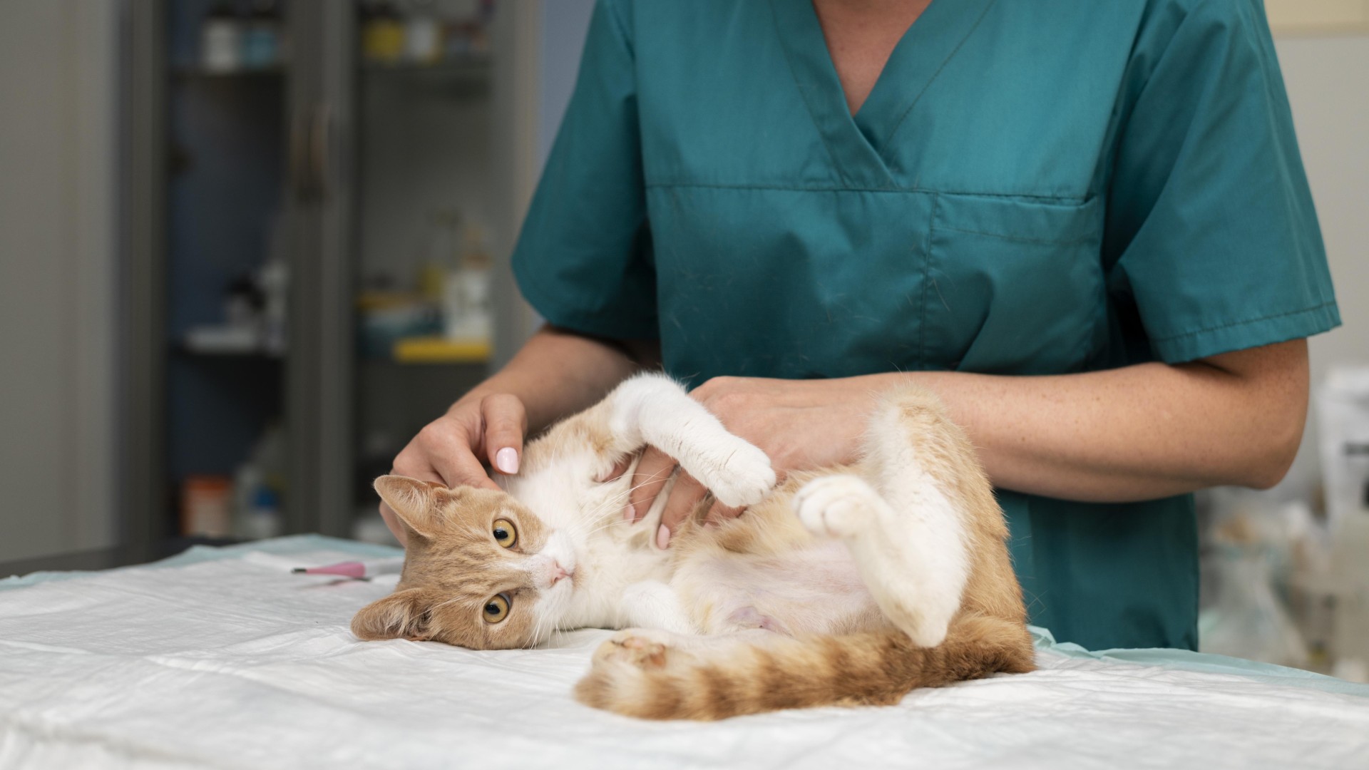 Specials | A Caring Heart Veterinary Hospital